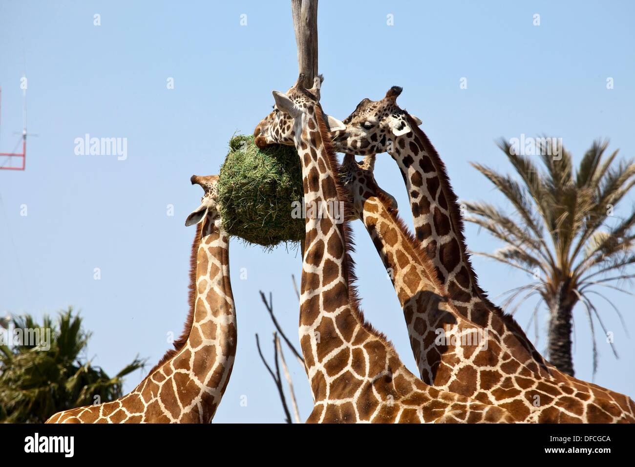 Giraffes eating at Africam Safari Zoo, Mexico Stock Photo - Alamy