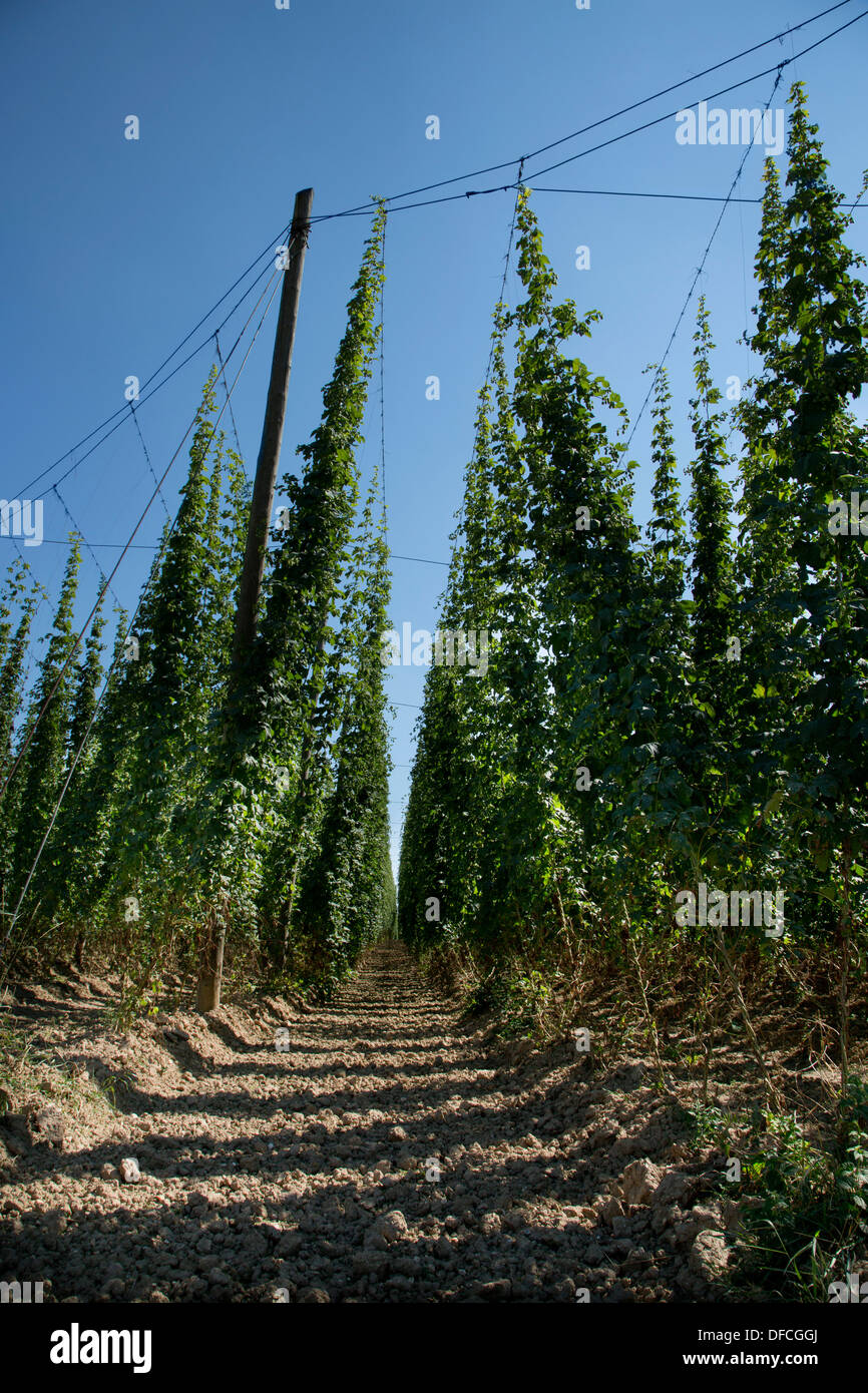 Germany, Bavaria, View of hop tree Stock Photo - Alamy
