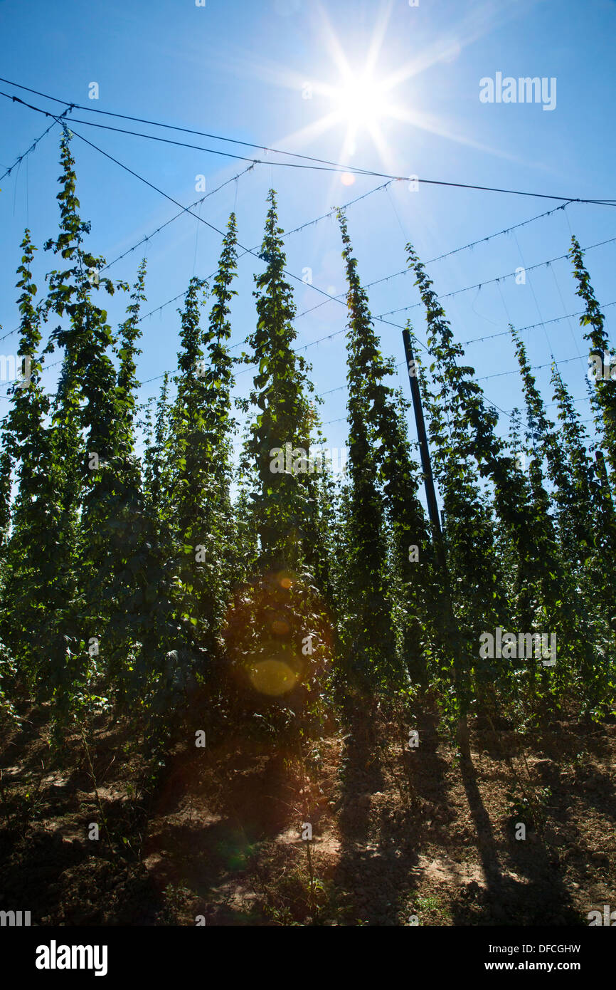 Germany, Bavaria, View of hop tree Stock Photo - Alamy