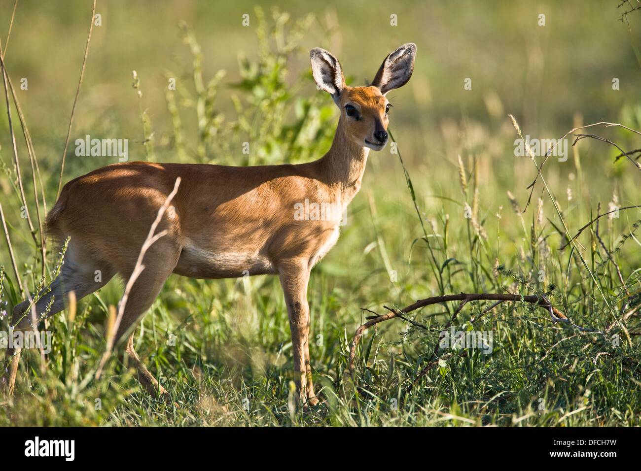 Female steenbok raphicerus campestris hi-res stock photography and ...
