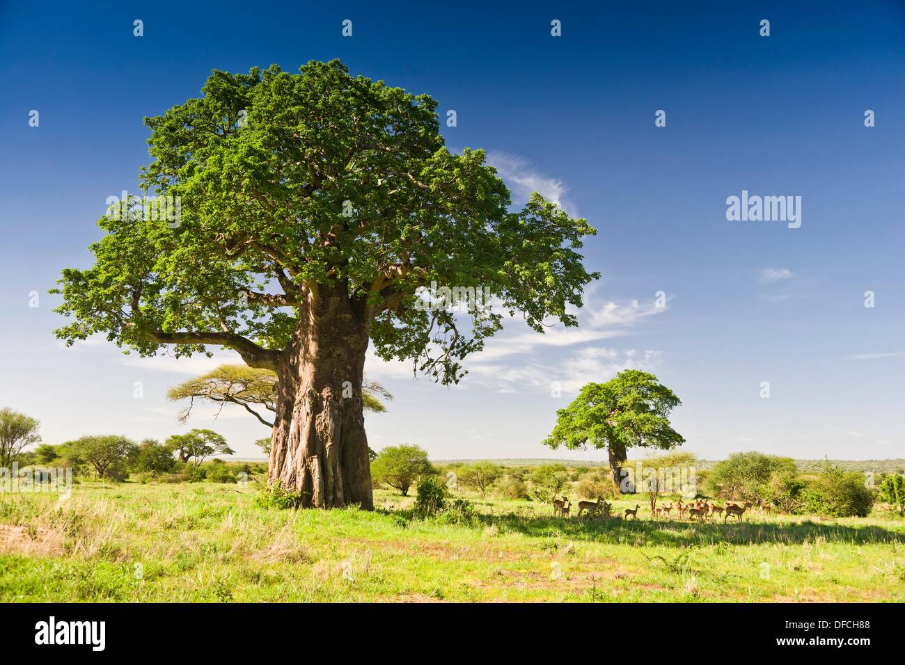 Tarangire ecosystem hi-res stock photography and images - Alamy