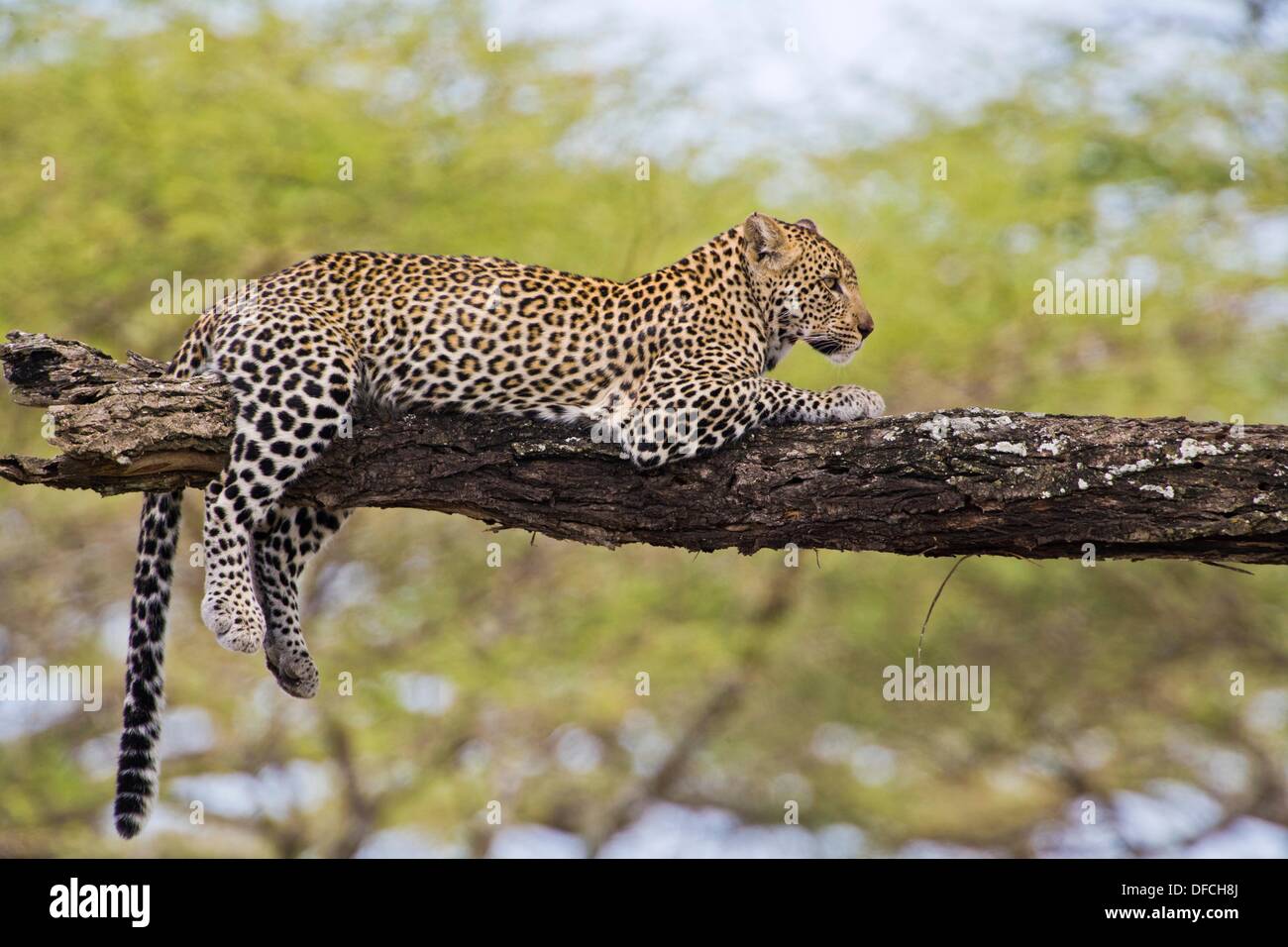 Tired leopard hi-res stock photography and images - Alamy