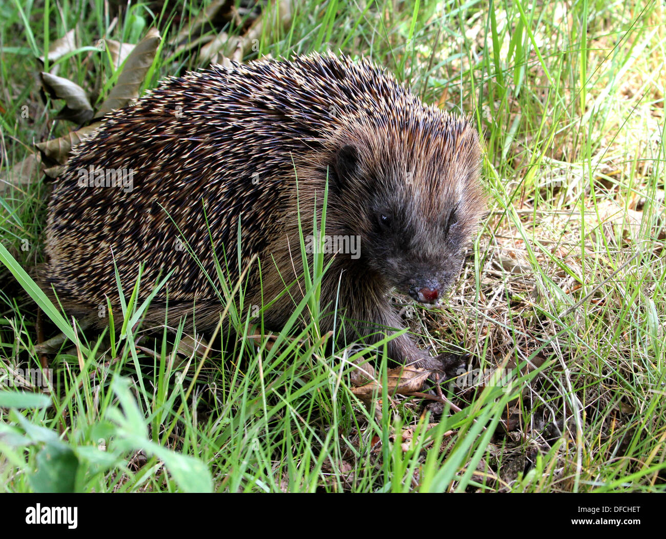 Close-up of a western Hedgehog (Erinaceus europaeus) walking through ...