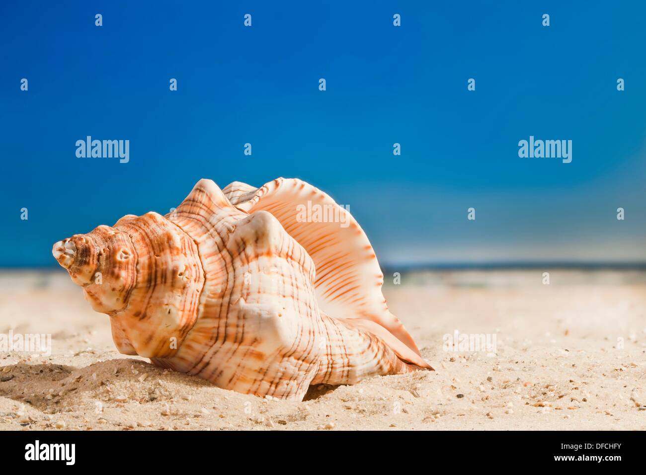 Beautiful sealife hi-res stock photography and images - Alamy