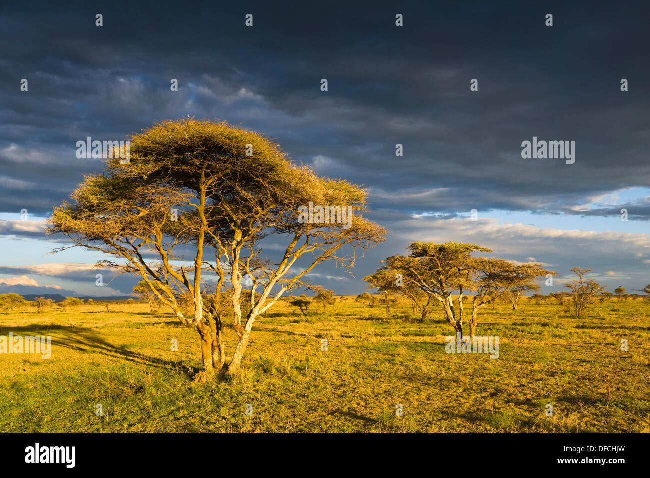Yellow fever tree (Acacia xanthophloea) with approaching storm clouds ...