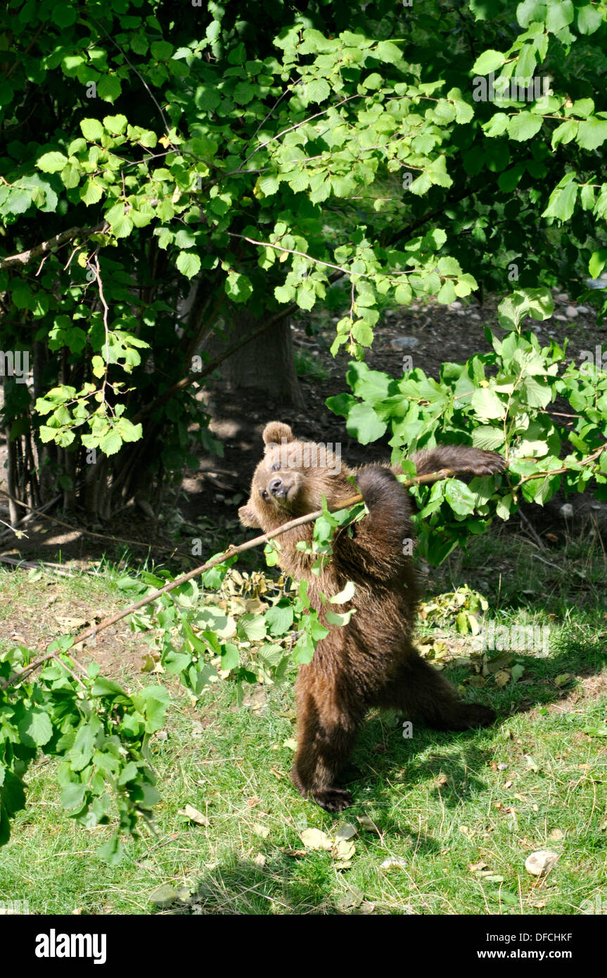 Switzerland bear High Resolution Stock Photography and Images - Alamy