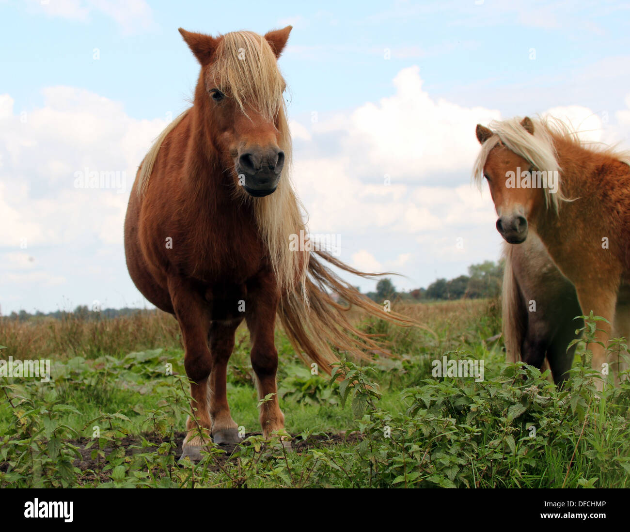 Detailed series of close-ups of different coloured ponies in a meadow ...