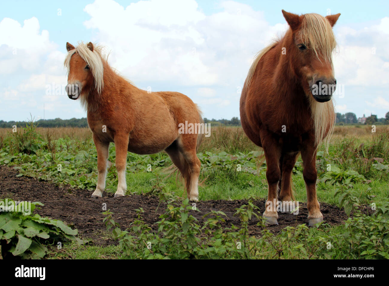 Detailed series of close-ups of different coloured ponies in a meadow ...