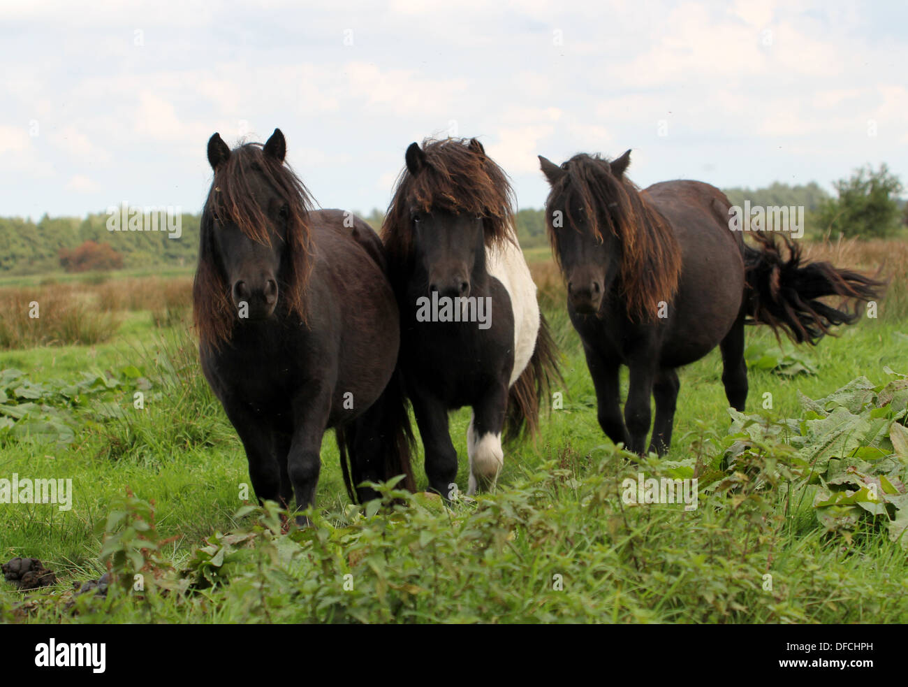 Detailed series of close-ups of different coloured ponies in a meadow ...