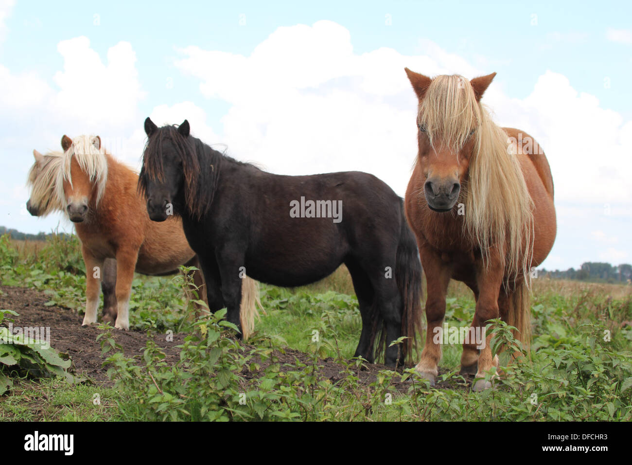 Detailed series of close-ups of different coloured ponies in a meadow ...