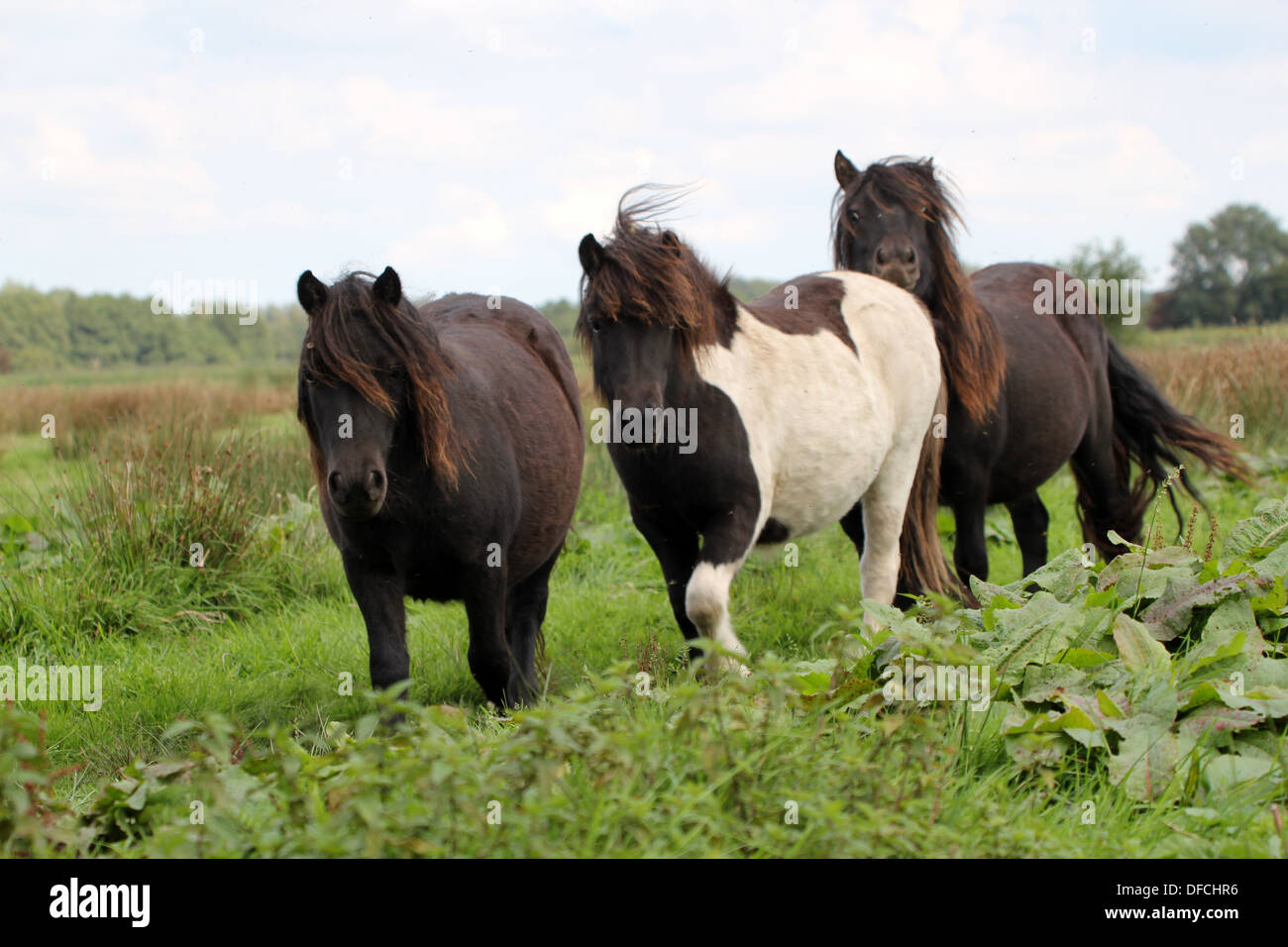 Detailed series of close-ups of different coloured ponies in a meadow ...
