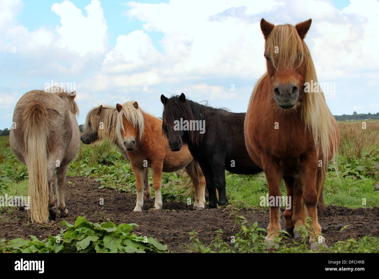Detailed series of close-ups of different coloured ponies in a meadow ...