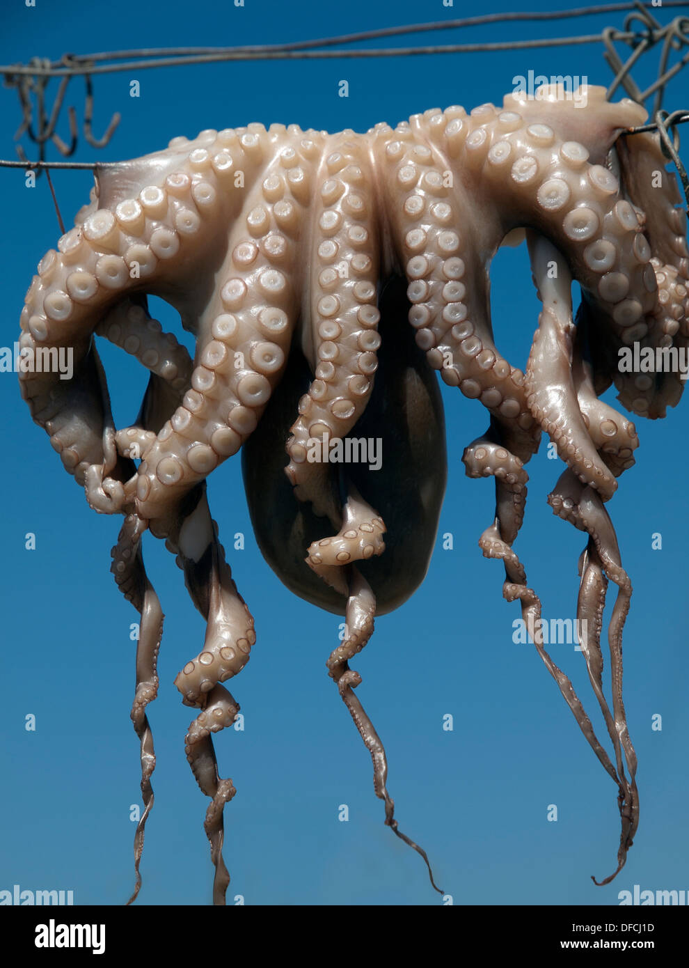 An octopus hanging on a line in the sun outside a restaurant in Greece ...