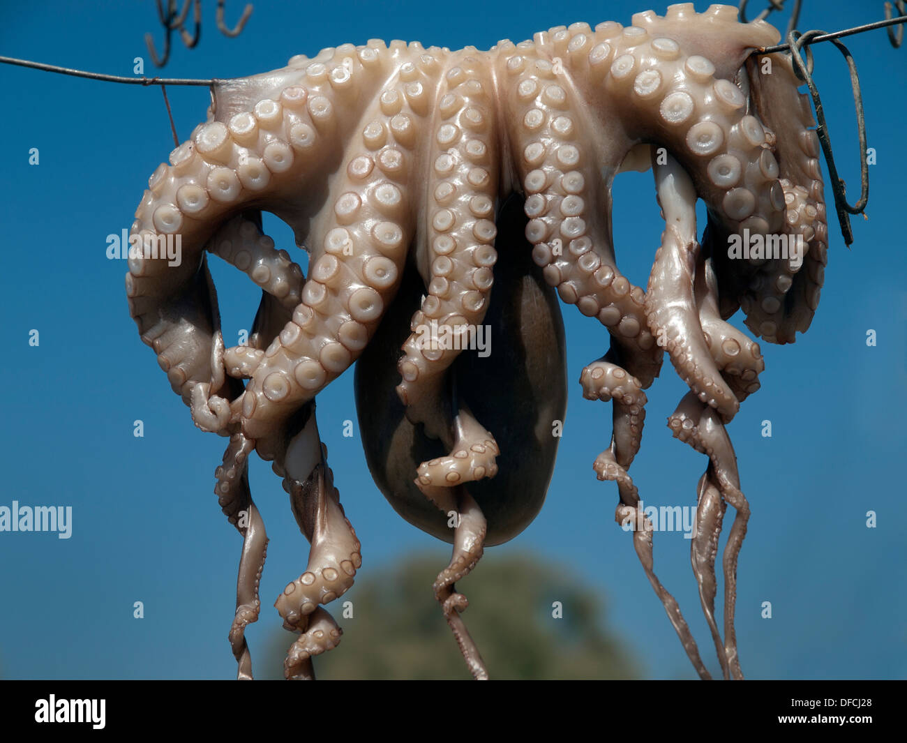 Dead octopus drying in the sun hi-res stock photography and images - Alamy