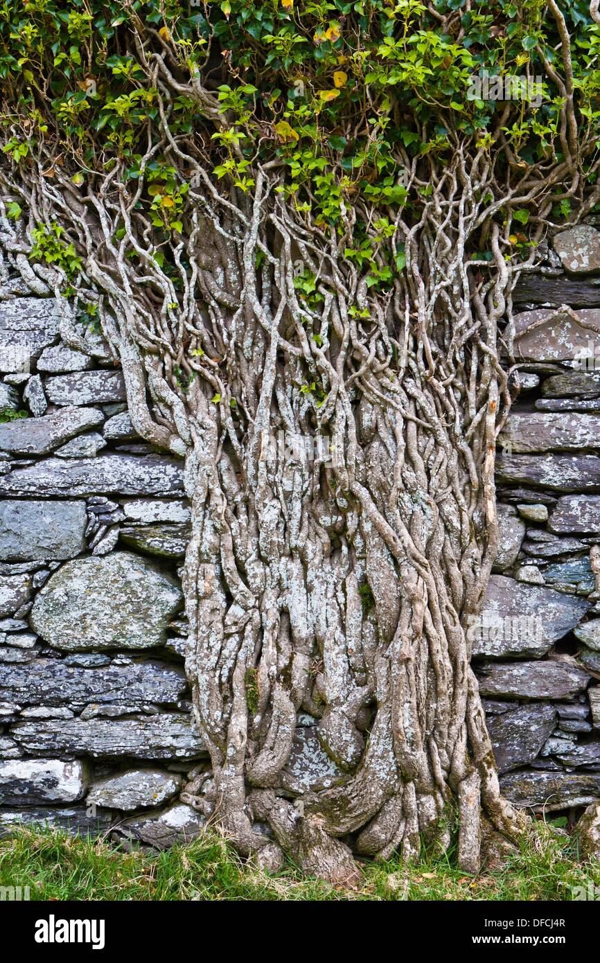 Ivy Roots High Resolution Stock Photography and Images - Alamy