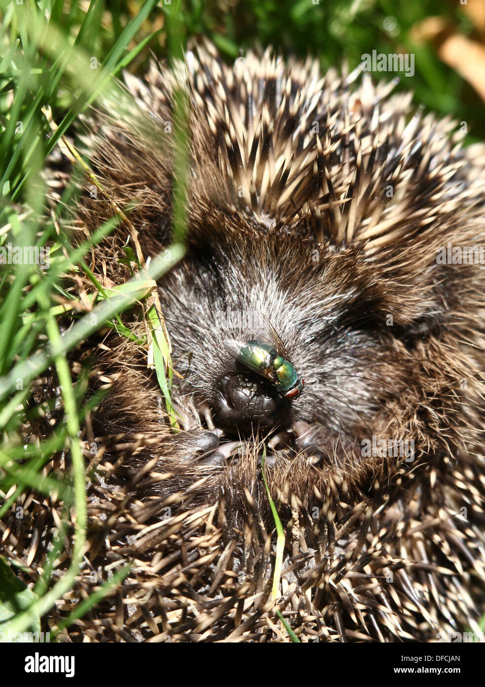 Hedgehog rolled into ball hi-res stock photography and images - Alamy