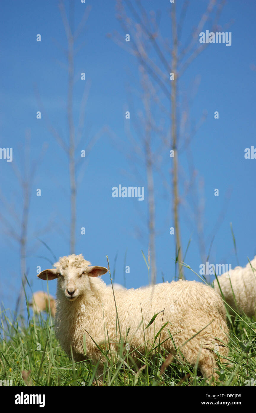 Lacha sheep hi-res stock photography and images - Alamy