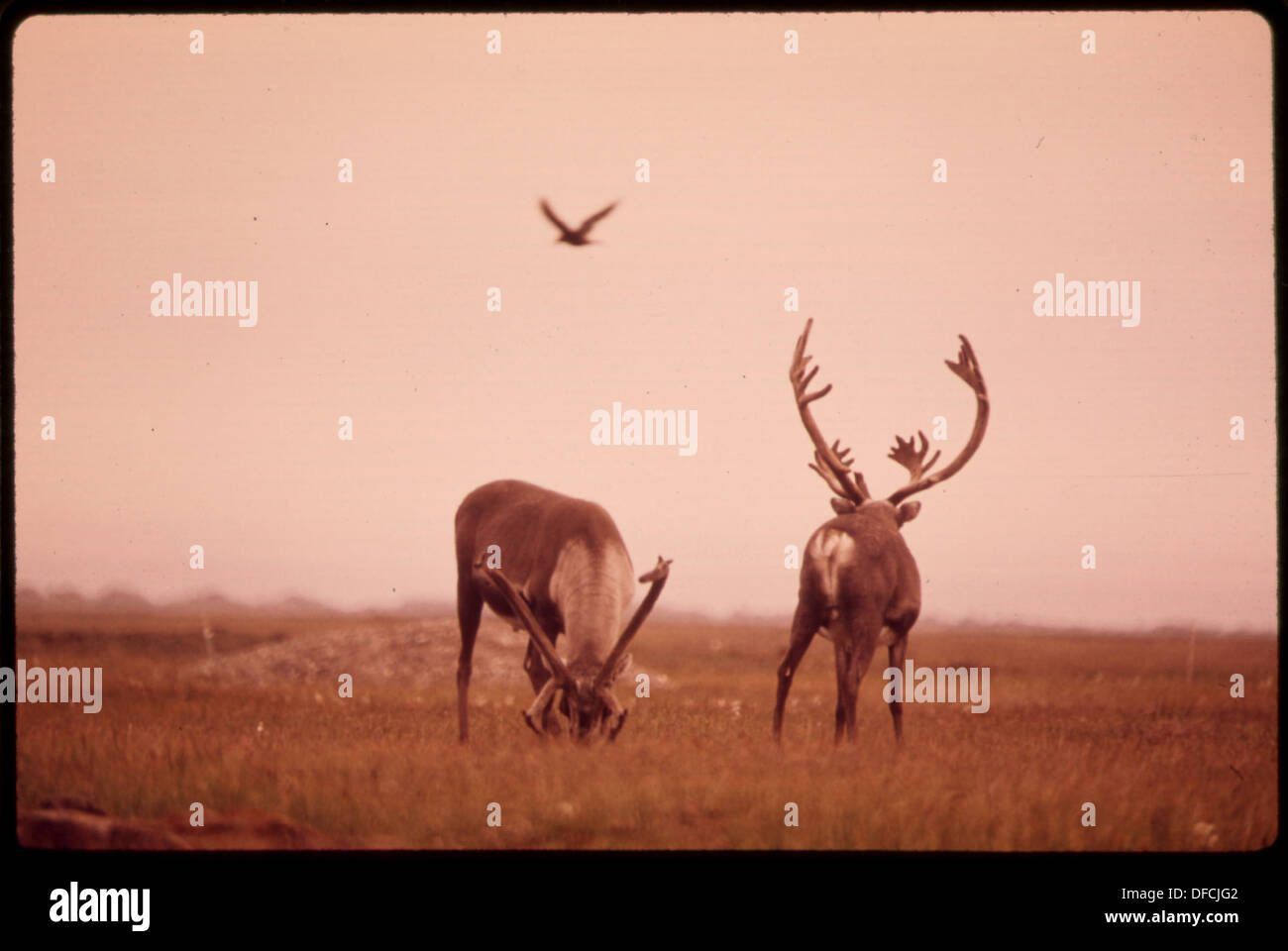 Caribou are seen feeding on lichens and moss in a natural habitat ...