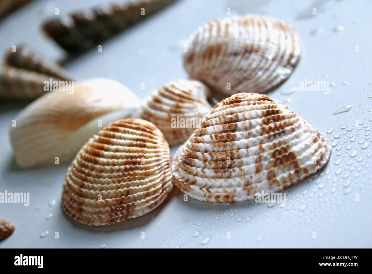 Laevicardium hi-res stock photography and images - Alamy