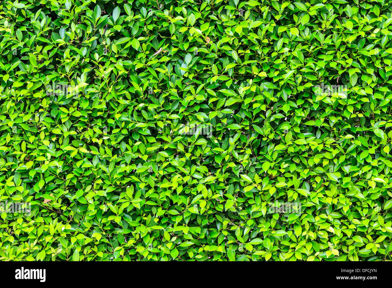 Fresh green leaves background Stock Photo - Alamy Fresh green leaves background Stock Photo - Alamy