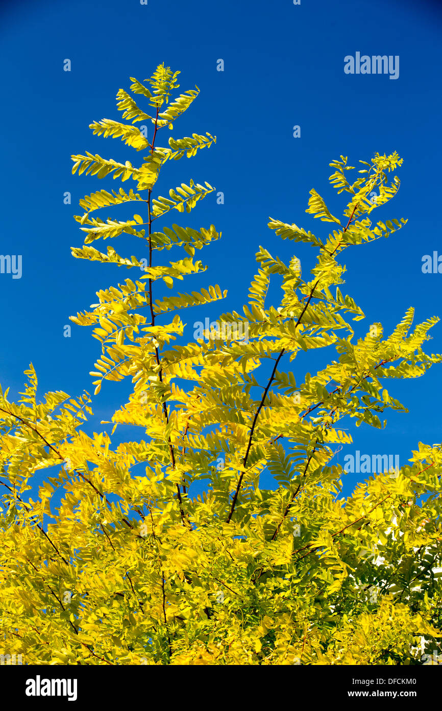 Contrast tree colours hi-res stock photography and images - Alamy