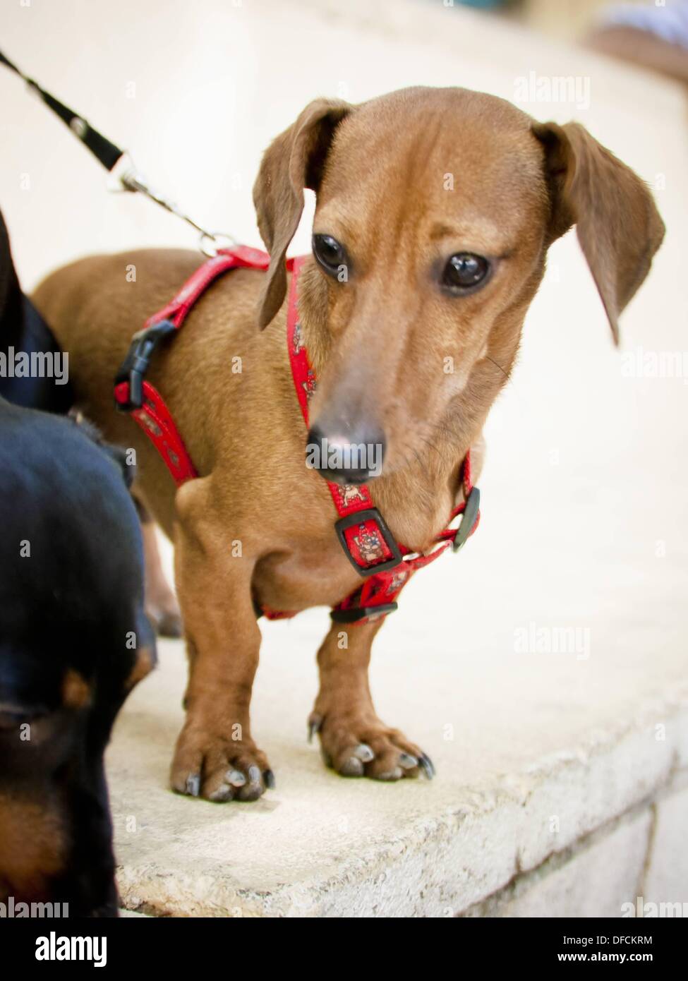 Hip dysplasia baby hi-res stock photography and images - Alamy