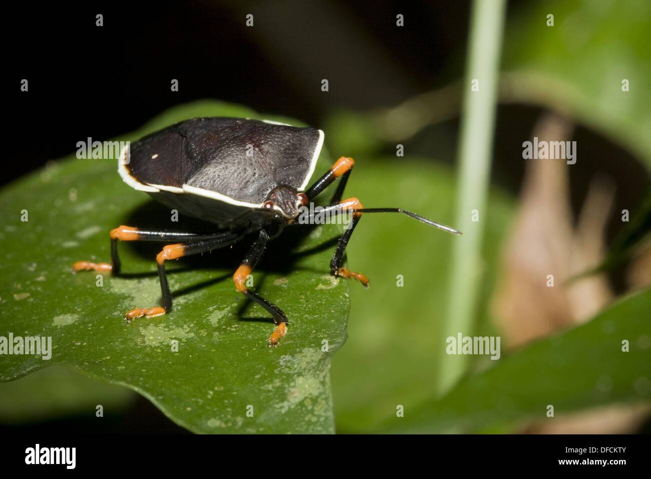 Hemiptera Pentatomidae