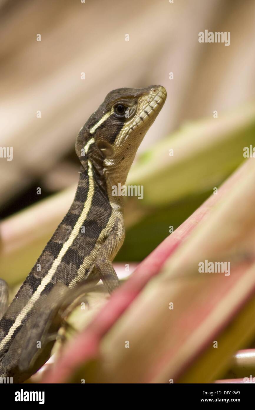 Jesus lizard run hi-res stock photography and images - Alamy