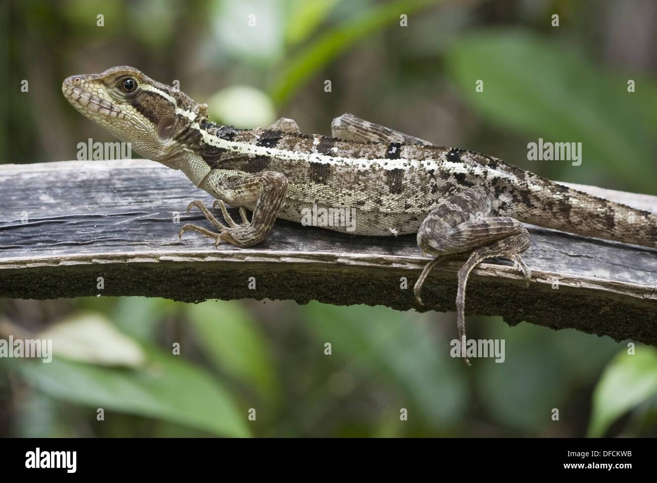 Jesus Lizard