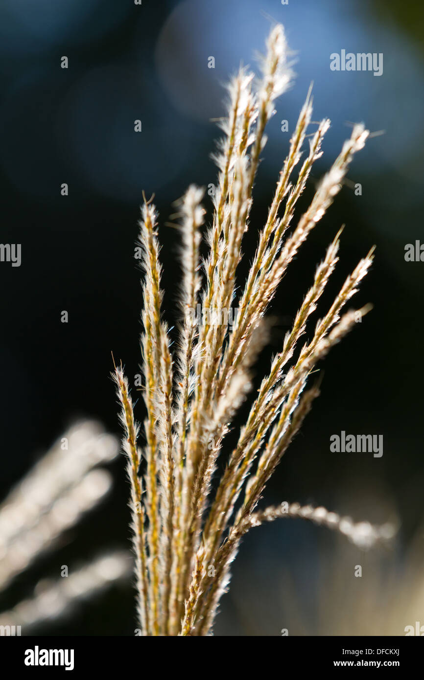 Grass seed heads hi-res stock photography and images - Alamy