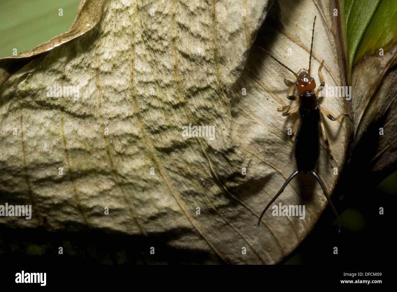 Order dermaptera hi-res stock photography and images - Alamy