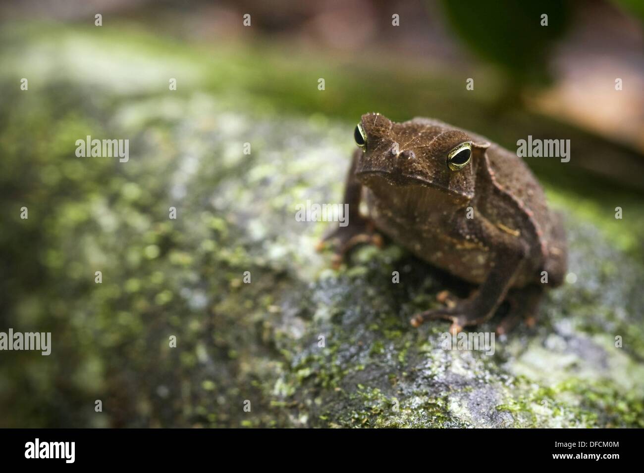 Tropical toad Photographed in Panama Stock Photo - Alamy
