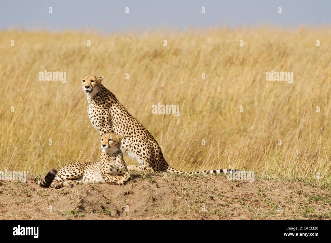 Cheetah mom and baby hi-res stock photography and images - Alamy