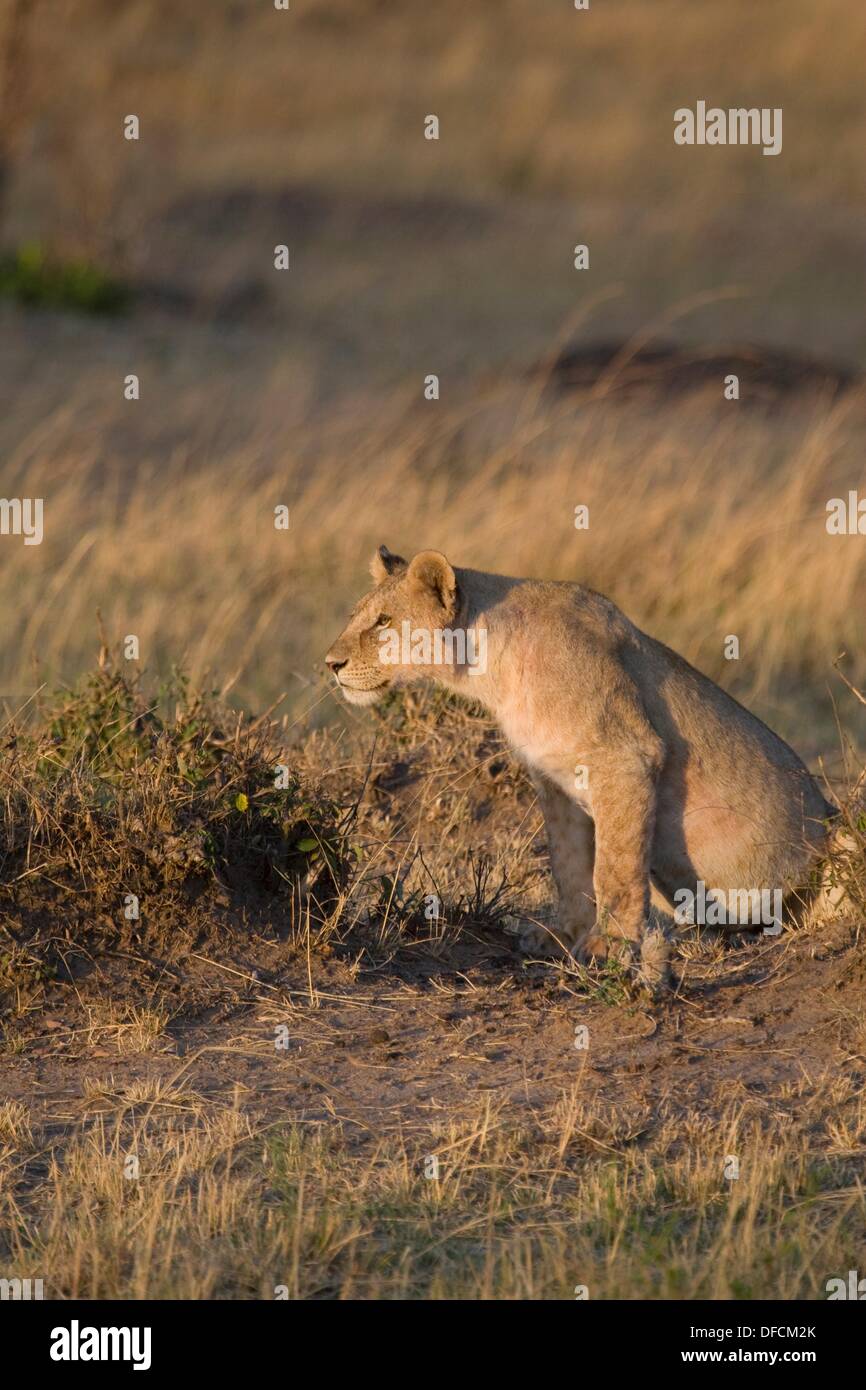 Lion on the plain hi-res stock photography and images - Alamy