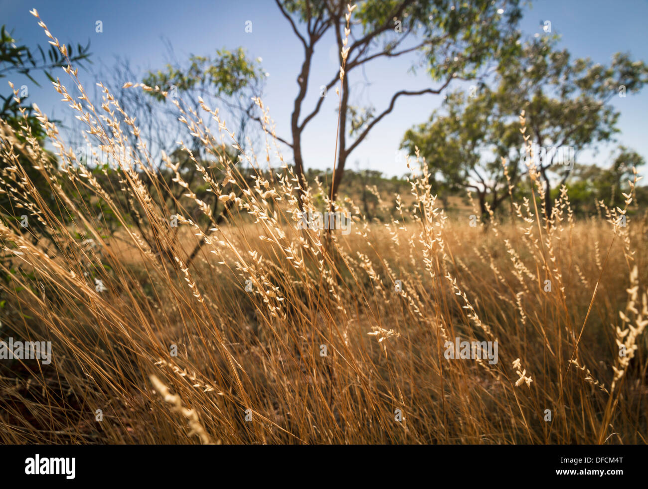 Australia, Grassland at Karijini National Park Stock Photo - Alamy