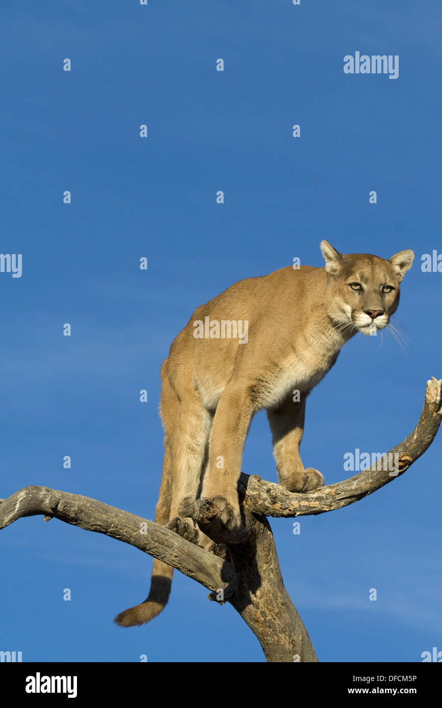 Tree branch stands hi-res stock photography and images - Alamy