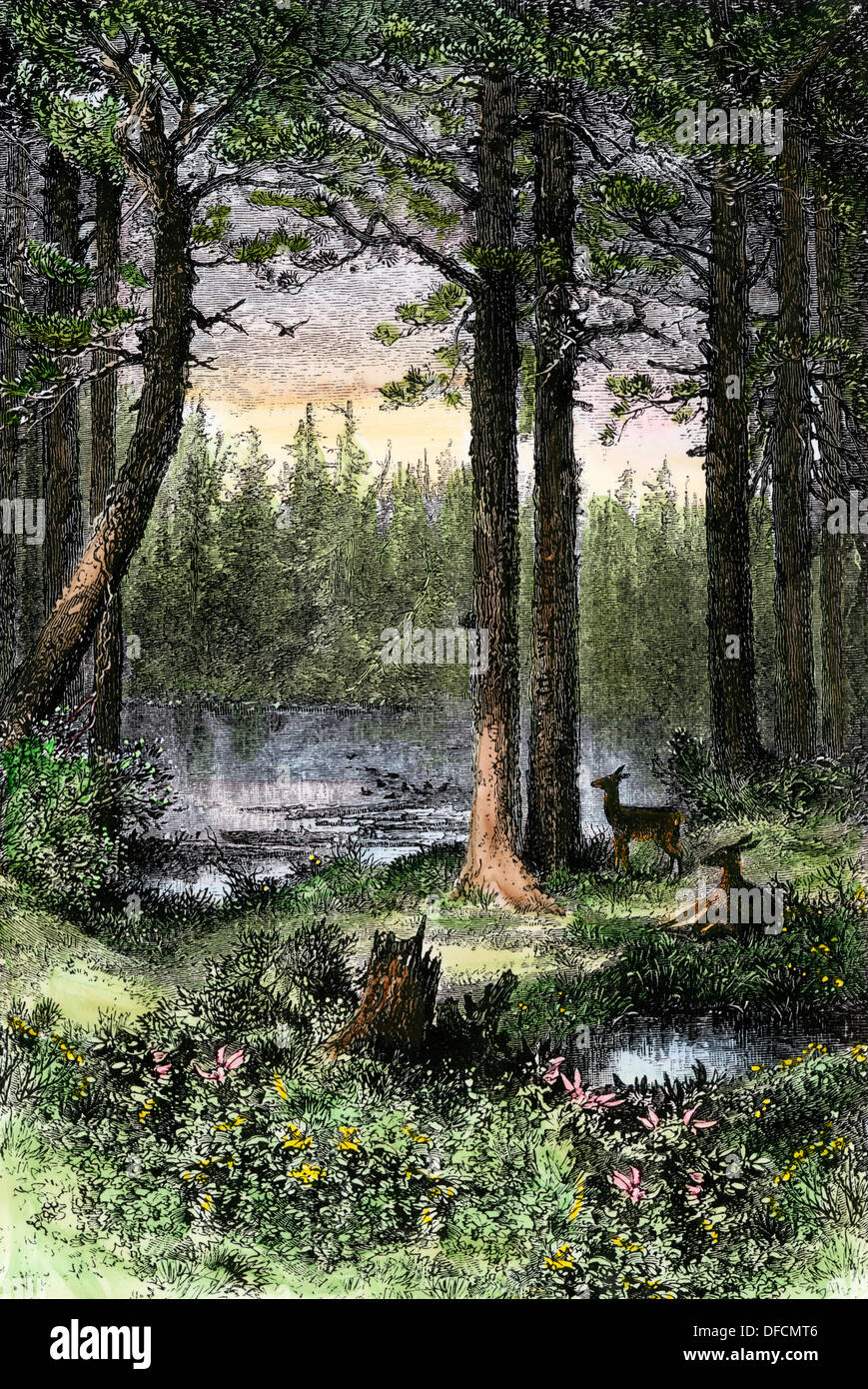 Deer in the forests of Cape Cod where the Pilgrims began Plymouth ...