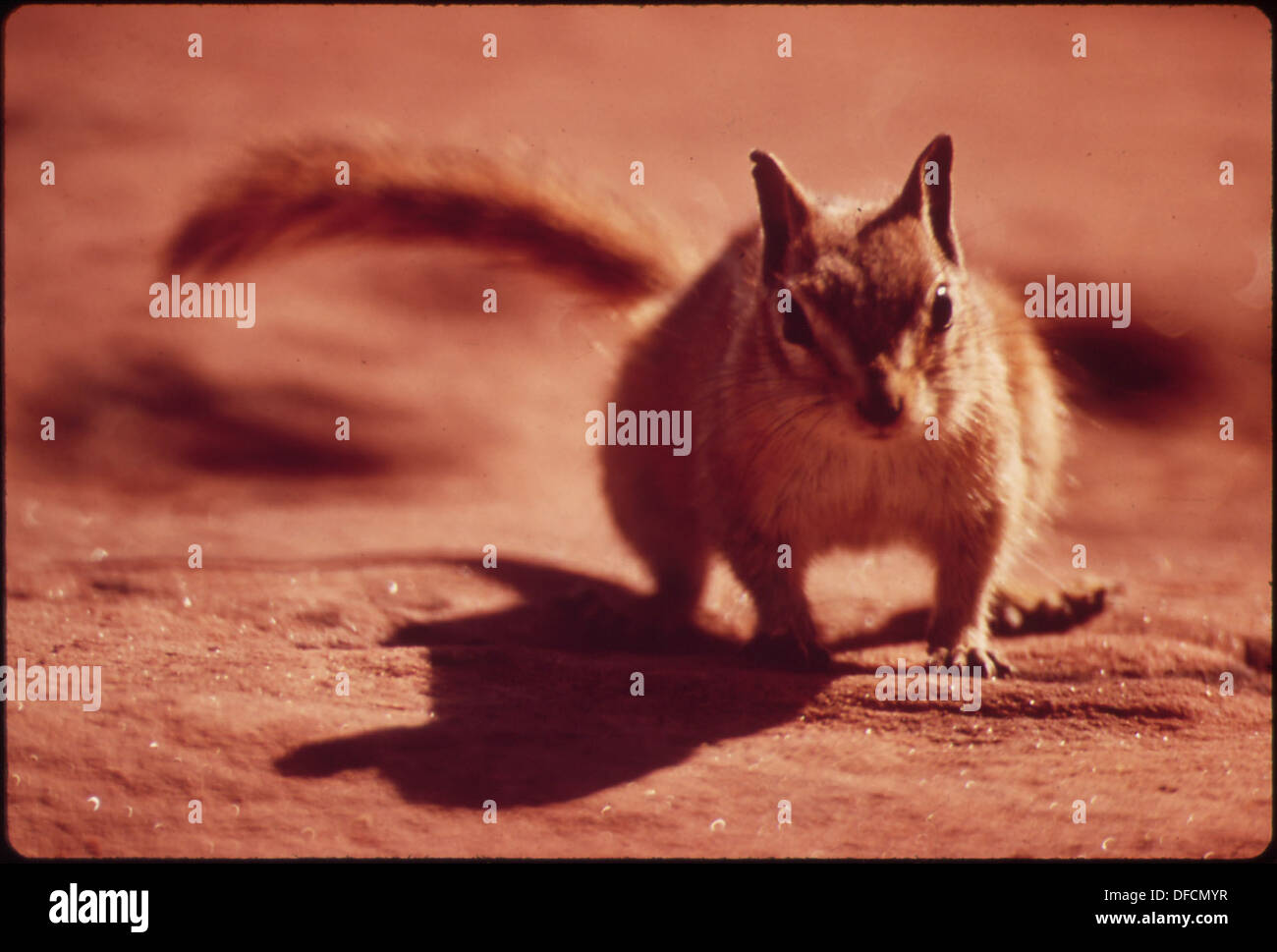 A chipmunk is seen at the campground of Dead Horse Point State Park, a ...
