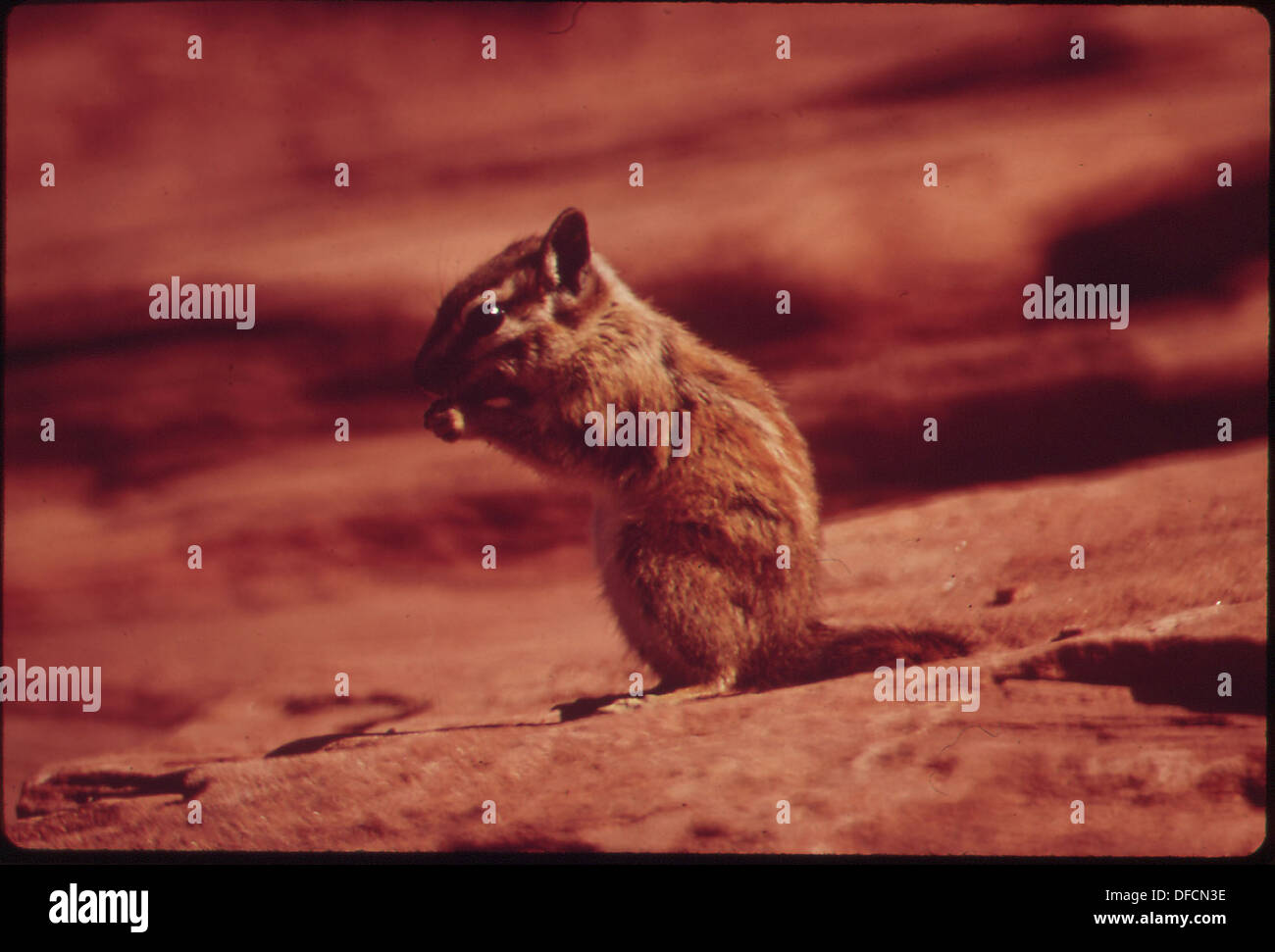 A chipmunk is captured at the campground of Dead Horse Point State Park ...