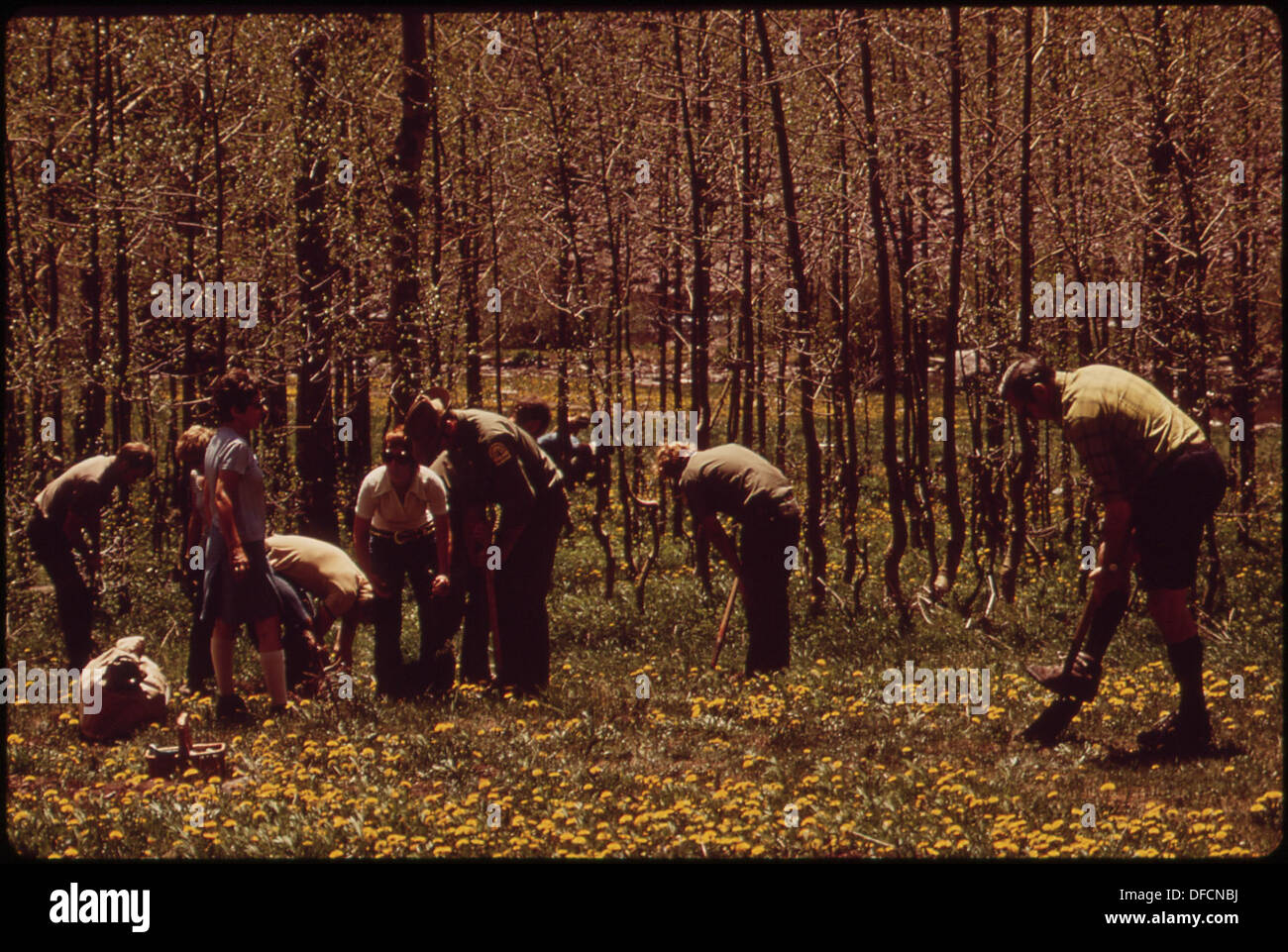 Citizen volunteers collaborate with U.S. Forest Service staff to plant ...