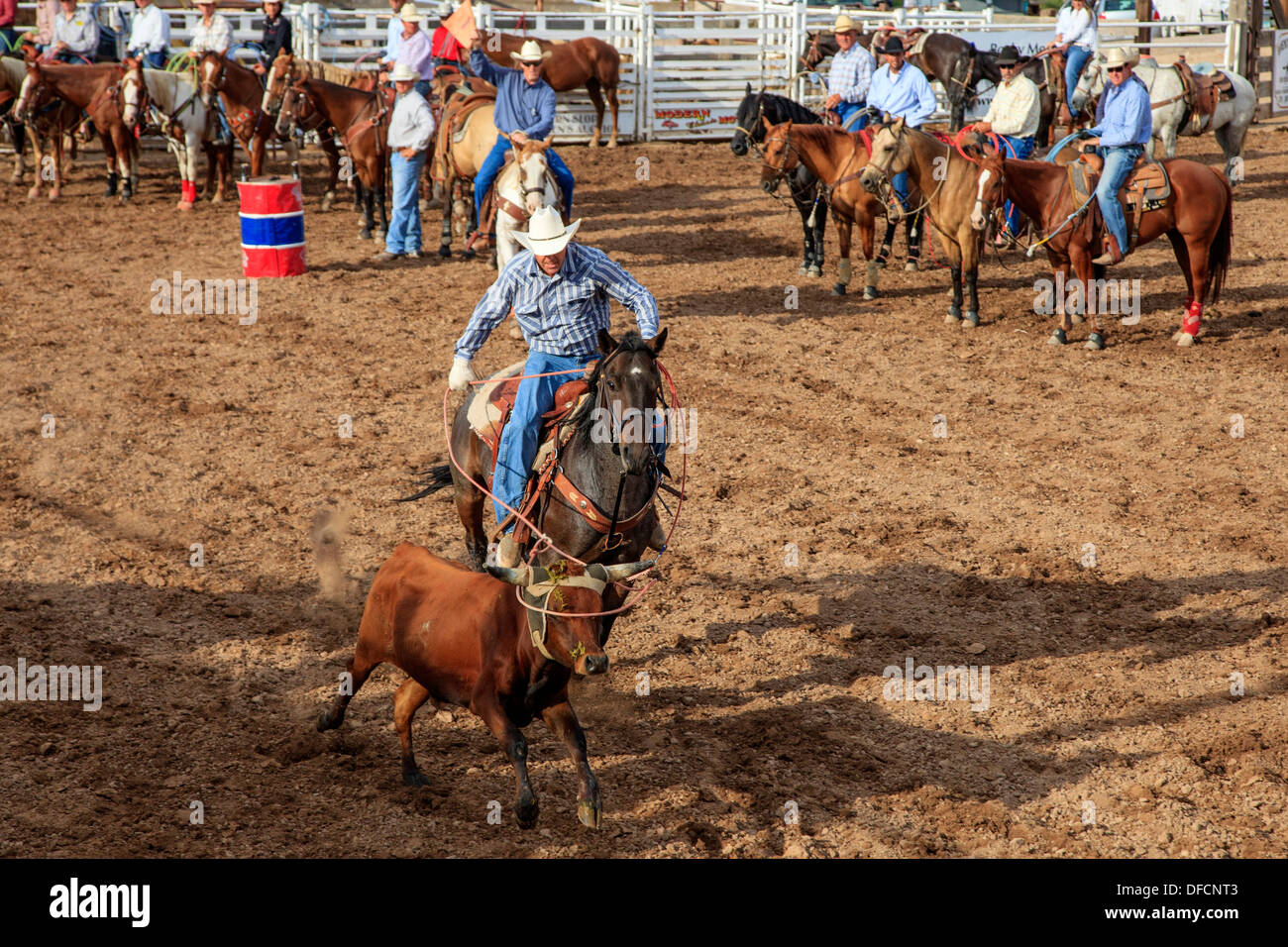 Cowboy roping cattle hi-res stock photography and images - Alamy