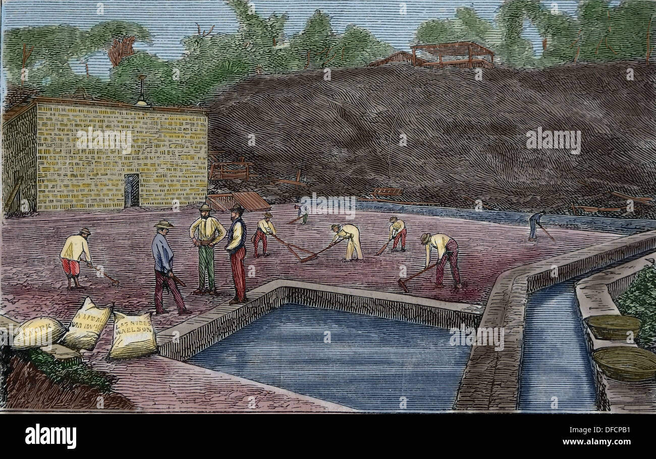 Coffee production. Traditional coffee drying. Plantation of Guatemala ...
