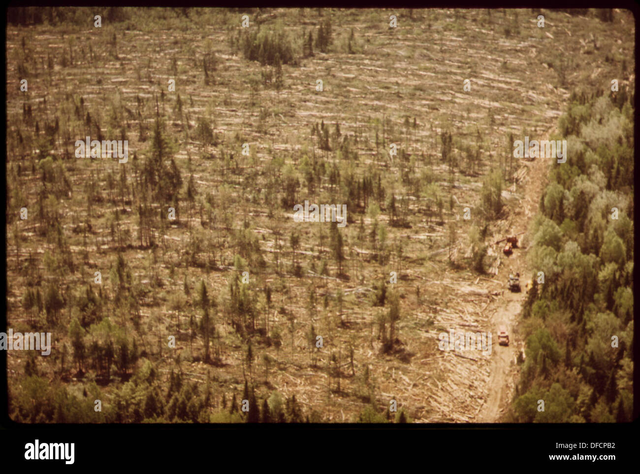 Trees for paper industry hi-res stock photography and images - Alamy