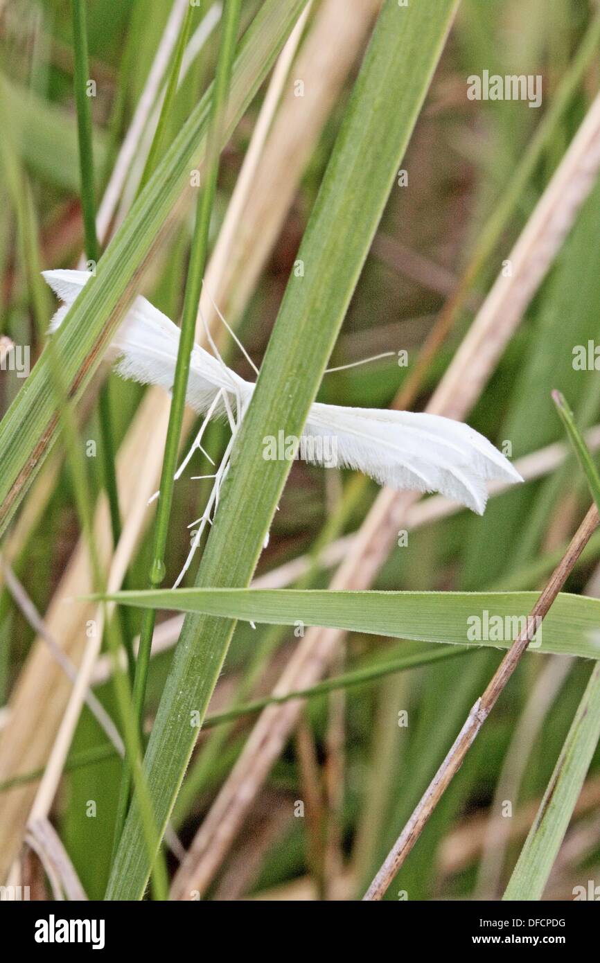 Morning glory plume moth hi-res stock photography and images - Alamy
