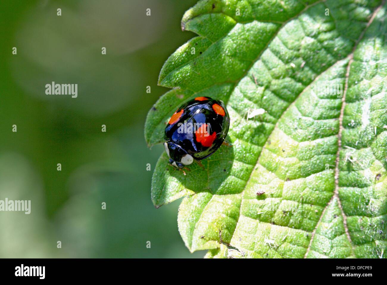 Four Red Spots Black Ladybird High Resolution Stock Photography and ...