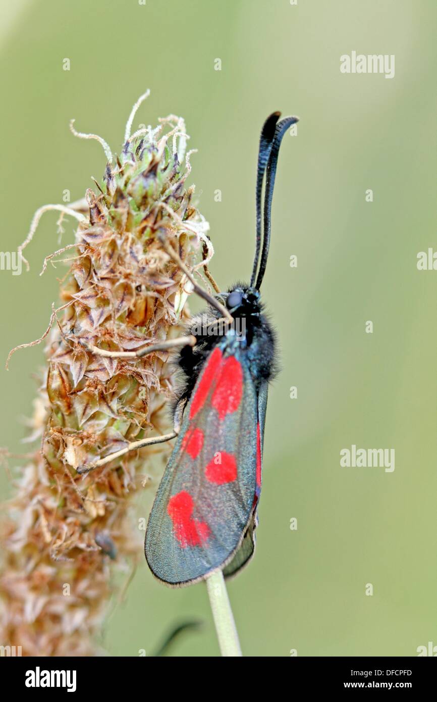 Timothy Grass Phleum Pratense Stock Photos & Timothy Grass Phleum ...