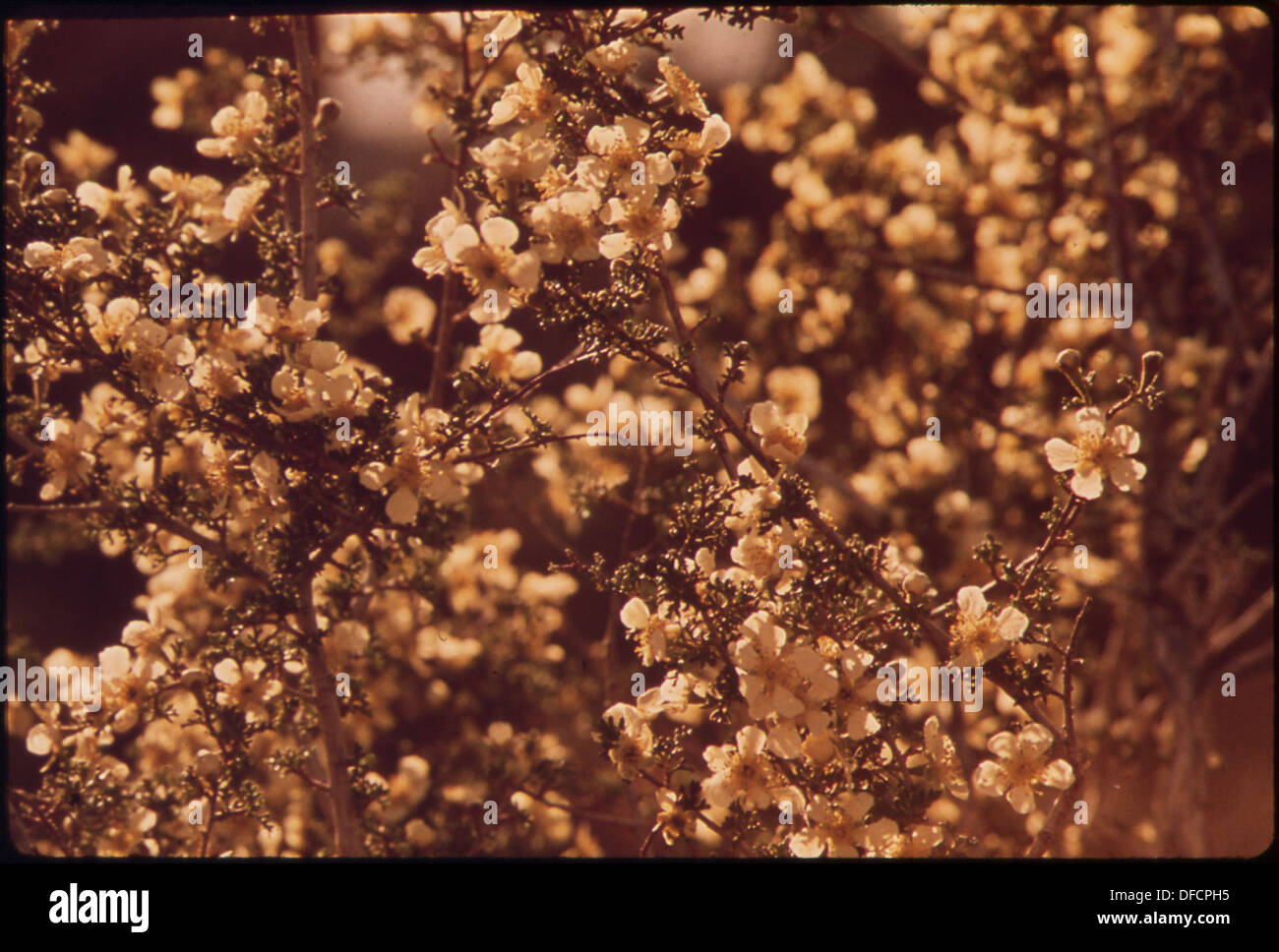 Cliff roses are featured in this image, highlighting the hardy desert ...