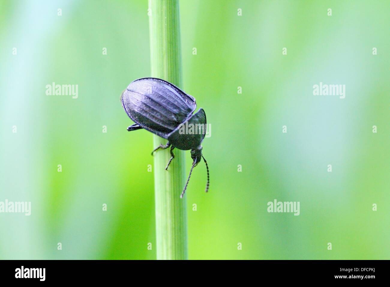 Large carrion beetle hi-res stock photography and images - Alamy