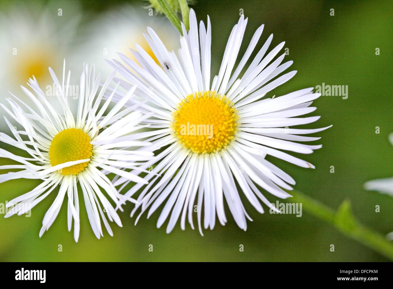 Tall fleabane hi-res stock photography and images - Alamy