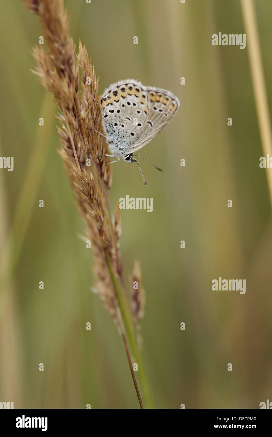 Zephyr Blue Butterfly High Resolution Stock Photography and Images - Alamy